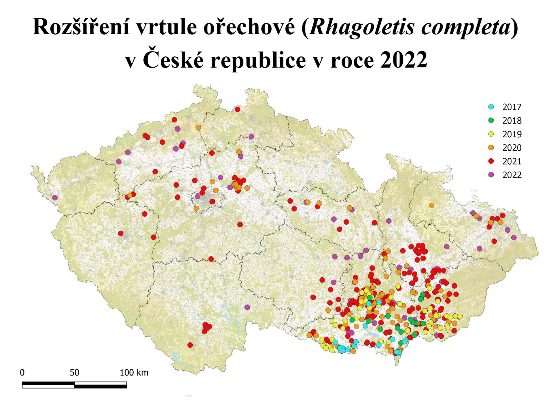 Vrtule ořechová | NAJDIJE.CZ